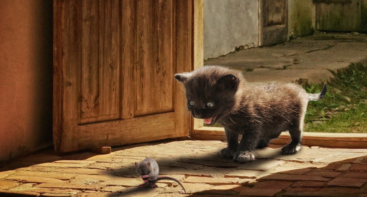 Top 50 Cat Jokes For Kids In 2023 Funny Cat Jokes Top 50 Cat Jokes For Kids In 2023 Funny Cat Jokes